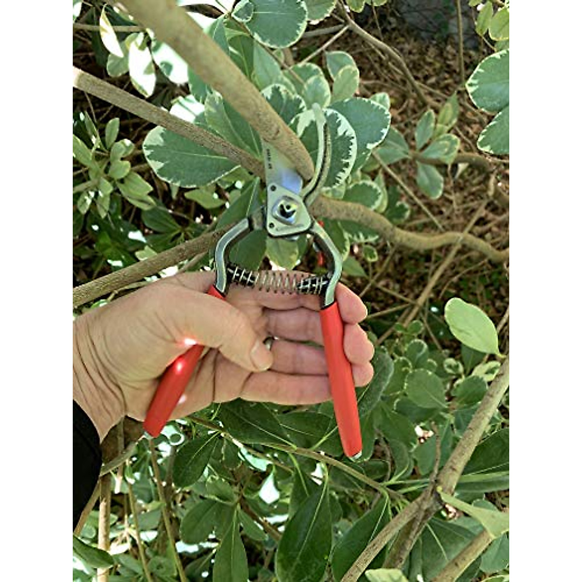 Corona Tools | ClassicCUT ClassicCUT® Branch & Stem Pruning Shears for Gardening | Cuts Branches and Stems up to 1-inch in Diameter | BP 15180