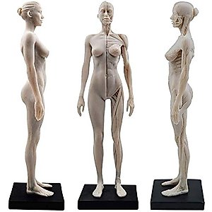 Female Anatomy Figure: 11-inch Anatomical Reference for Artists