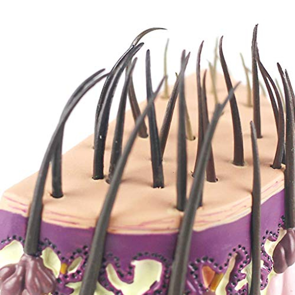 Anatomy Model Anatomical Skin Model - Human Hair Anatomical Magnification Model Growth Process Hair Follicle Anatomy Model - for Medical Educational Aid