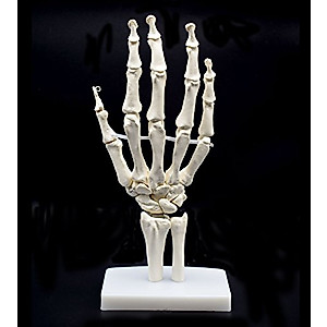 Human Hand Skeleton Model on Base, Hand Bone,Life Size, Articulated