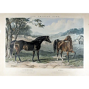 Touchstone Bred by the Marquis of Westminster, in 1831. Emma. Bred by Mr. Russell, in 1824.
