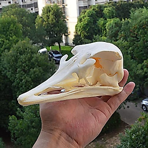1pcs Ostrich Skull Specimens Collection Animal Taxidermy Home furnishings