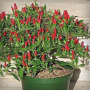 Small Thai Chili Hot Pepper Seeds - Hot Heirloom Chili from Thailand(25 - Seeds)