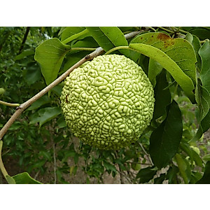 The Rike 100 Seeds Osage Orange Trees Seeds Osage Apple Trees Non-GMO Maclura pomifera, Horse Apple, Brain Fruit Hedge Apple Tree seeds