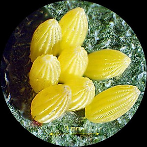 AmScope SE306R-AZ-E1 Digital Forward-Mounted Binocular Stereo Microscope, WF10x and WF20x Eyepieces, 20X/40X/80X Magnification, 2X and 4X Objectives, Upper and Lower Halogen Lighting, Reversible Black/White Stage Plate, Arm Stand, 120V, Includes 1.3MP Cam