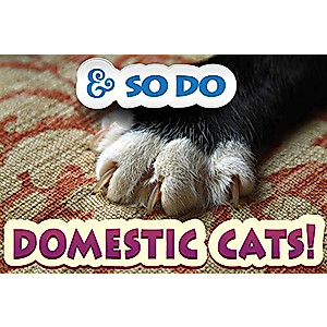 Pet MasterMind Claw Withdraw Cat Scratch Training Spray, Indoor Anti-Scratch - 4oz