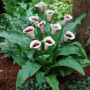 Calla Lily Bulbs - Picasso - Bag of 2, Green