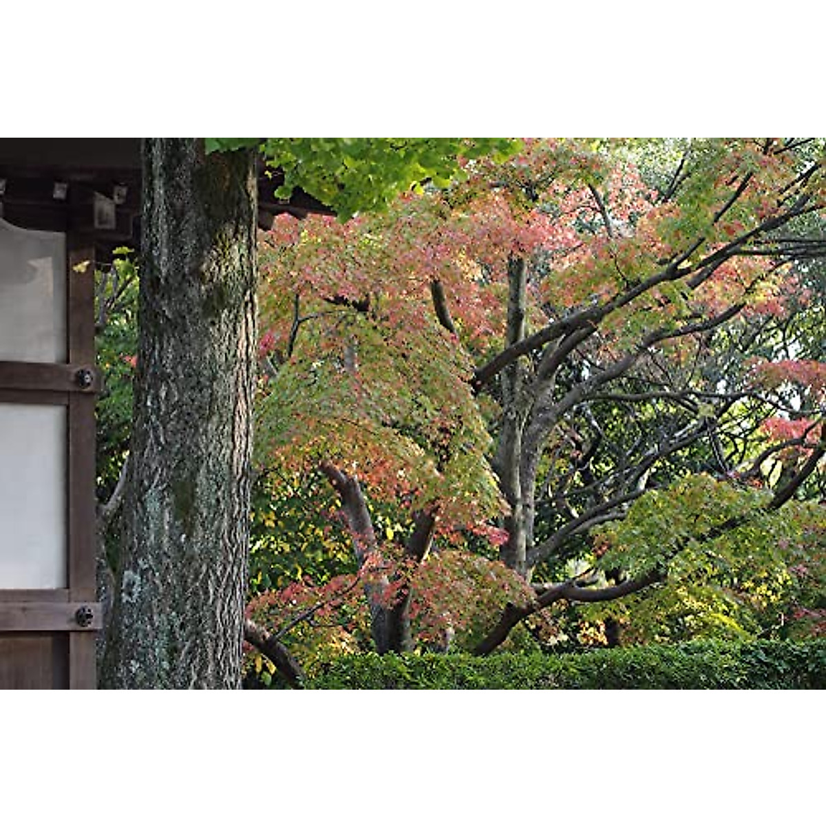 Bonsai Tree Grow Kit | Japanese Maple | White Design | The Jonsteen Company