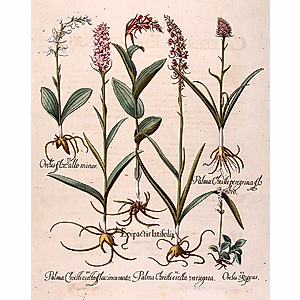 [Wild orchid] Epipactis latifolia; [White long-spurred wild orchid] Palma Christi erecta variegata; [Pink marsh orchid] Palma Christi erecta flore incarnato; [Butterfly orchid] Orchis flore albo minor; [Fragrant orchid] Palma Christi peregrina flo rubro;