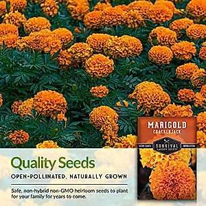 Survival Garden Seeds - Crackerjack Marigold Seed for Planting - Packet with Instructions to Plant and Grow in Your Home Vegetable Garden - Non-GMO Heirloom Variety