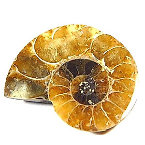 phoenix888 Anniruddhah Sudarshan Shaligram 1.5cm - 2.5cm from Kali Gandaki