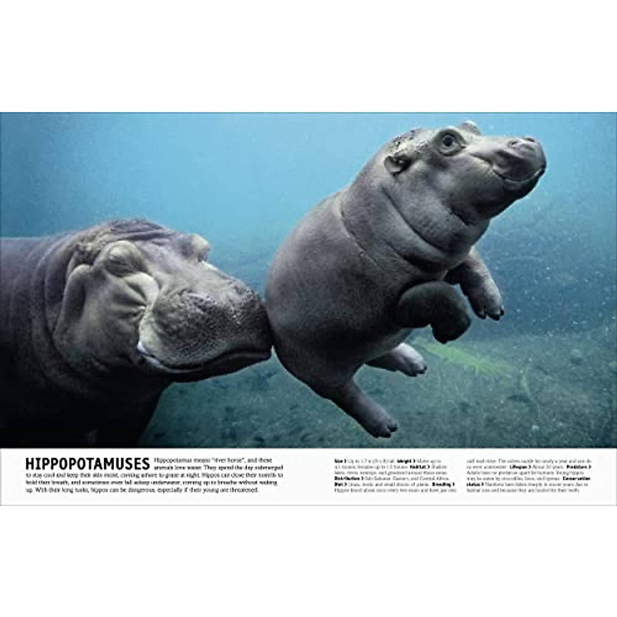 The Animal Book: A Visual Encyclopedia of Life on Earth (DK Our World in Pictures)