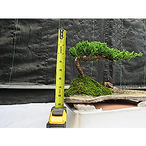 Juniper Bonsai Tree On Rock Slab