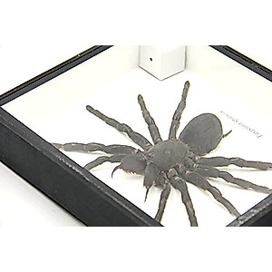 Real Giant Bird Eating Tarantula EURYPEIMA SPINCRUS Spider Taxidermy Transparent Boxed Display (Black Wooden Box)