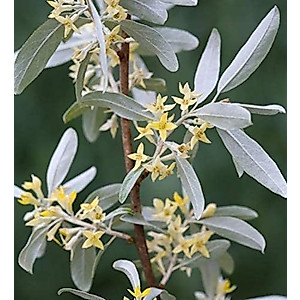 One White Willow Tree - Silver Leafs Shimmer in The Sun - One Cutting to Grow, Beautiful Outdoor Shade or Privacy Trees