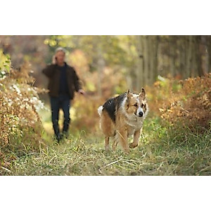 Darling Companion [Blu-ray]