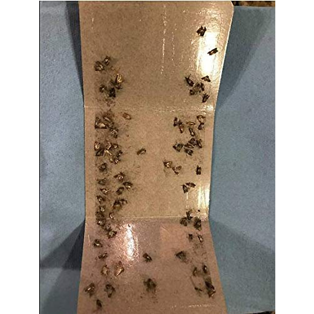 ECOTASTIC Clothing Moth Traps - 11 Count - Foldable Moth - Eco-Friendly Hassle Control - Pheromone Technology - Closet Mothballs - Wood/Carpet/Clothes