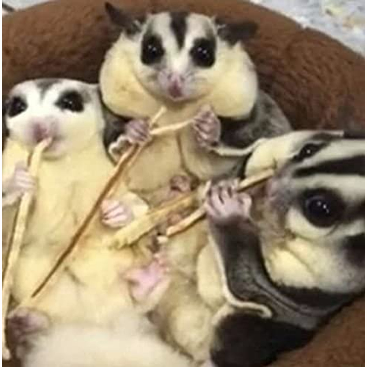 1 Pcs Fish Stick Flavor Sugar Glider Hamster Squirrel Chinchillas and Small Exotic Animals/Pet Sandwich Snacks and Food (33g)