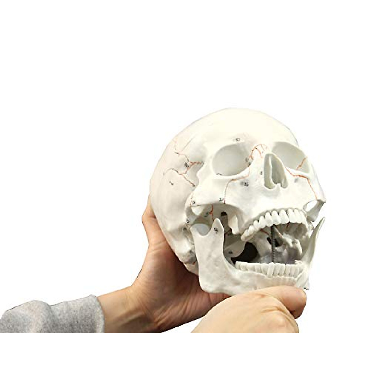 Vision Scientific VAL221 Medical Numbered Human Skull-3 Part | Life Size | from Real Human Skull, Detail Hand Painted Numbering | Sectioned Skullcap | Suture Lines & Full Dentition | Labelled Diagram