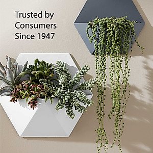 Krylon K05532007 COLORmaxx Spray Paint and Primer for Indoor/Outdoor Use, Gloss Pumpkin Orange 12 Ounce (Pack of 1)