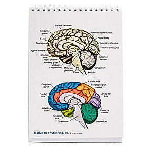 SLP Anatomy Flip Book Speech Language Pathology