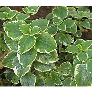 2 Cuban Oregano Plants Live Mexican Mint Spanish Thyme Rooted 5 to 7 Inches Vegetables Planting Ornaments Perennial Garden Ready to Grow Pot