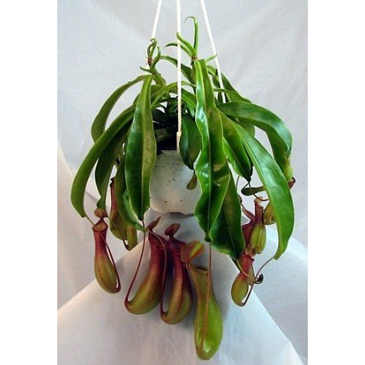 Asian Pitcher Plant - Nepenthes - Carnivorous - Exotic - 6" Hanging Basket