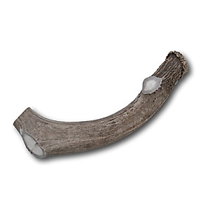 Top Dog Chews Premium Large Grade A Whitetail Deer Antler for Dogs - Single Antler