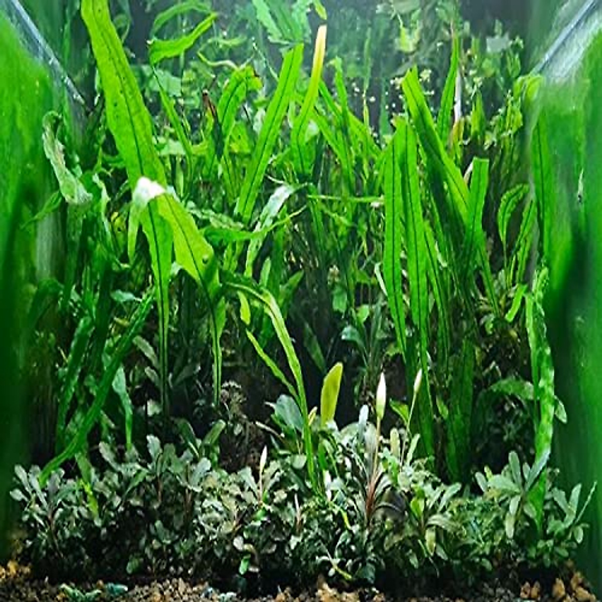 Planterest - Java Fern 1/2 Mat Medium Microsorium Pteropus US Grow Live Aquarium Plant Tropical Freshwater Decorations BUY2GET1FREE