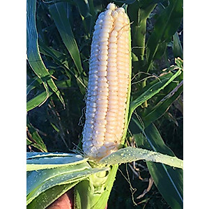 "Silver Queen" Corn Seeds for Planting, 50+ Heirloom Seeds Per Packet, (Isla's Garden Seeds), Non GMO Seeds, Botanical Name: Zea mays