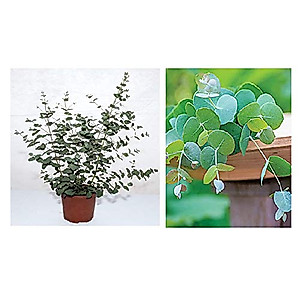 25+ Silver Drop Eucalyptus Seeds - Made in USA. Ships from Iowa. Great as Bonsai or Clip Branches for Floral Arrangements