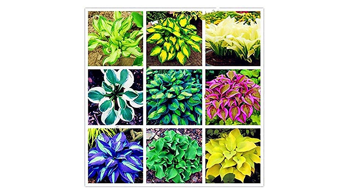 Buy MITRAEE 100pcs Hosta Mix Plant Seeds Online