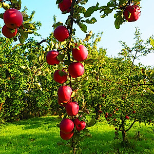 QEVJEKR 200+ Mix Dwarf Bonsai Fruit Tree Seeds for Planting, 4 Variety Individual Packs, 50+ Lemon Tree Seeds 50+ Cherry Tree Seeds 50+ Orange Tree Seeds 50+ Apple Seeds Organic Heirloom Fruit Seeds