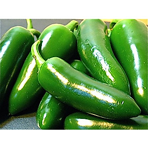 Giant Jalapeno Pepper Seeds Huge PODS Great Stuffers MILD (25 Seeds)