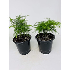 Two Fern Leaf Plumosus Asparagus Fern 4.5" Unique Design Pot - Easy to Grow - Great Houseplant from Jm Bamboo