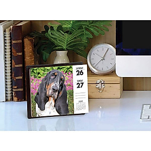 Just Basset Hounds 2021 Box Calendar (Dog Breed Calendar)