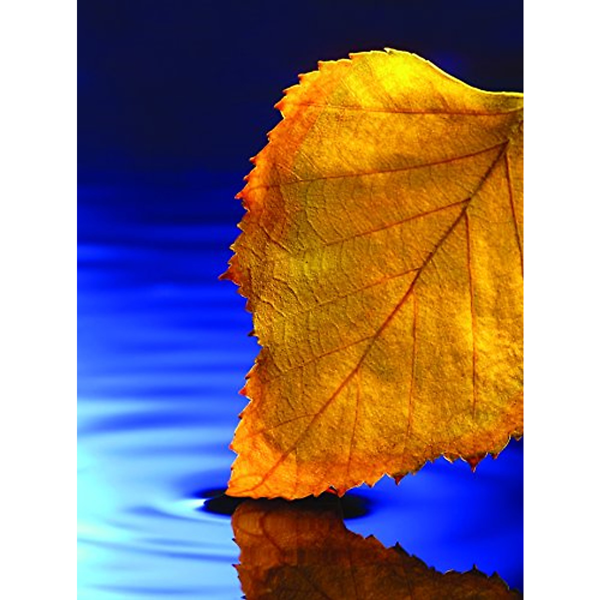 Note Card Cafe Christmas Card Assortment with White Envelopes | 36 Pack | Turning of the Seasons | Blank Inside, Glossy Finish | Set for Holidays, Winter, Gifts, Presents, Secret Santa, Work Parties