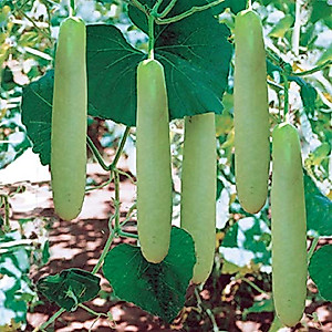 Gourd Seeds - Big Green Sausage - 2 g Packet ~60 Seeds - Lagenaria siceraria - Farm & Garden Vegetable Seeds - Non-GMO, Heirloom, Open Pollinated, Annual