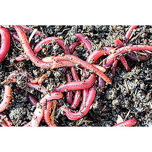 1000+ Red Wigglers Composting Worms Perfect for Worm Composting with Guaranteed Live Delivery Approximately 1 Pound Live Red Wiggler Worms Fast Delivery!
