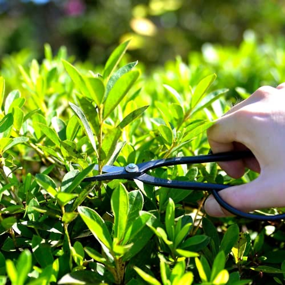 KAKURI Japanese Bonsai Tool Set 7 Pcs, Made in JAPAN, Professional Bonsai Kit (Satsuki Scissors, Long Handle Bonsai Scissors, Jin Pliers, Wire Cutter, Bonsai Tweezers, Root Hook, Broom, Bag)