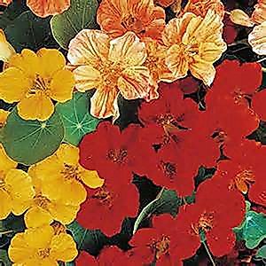 Nasturtium, Whirly Bird Mix Seeds, 25+ Seeds, Newly Harvested-Beautiful Flower