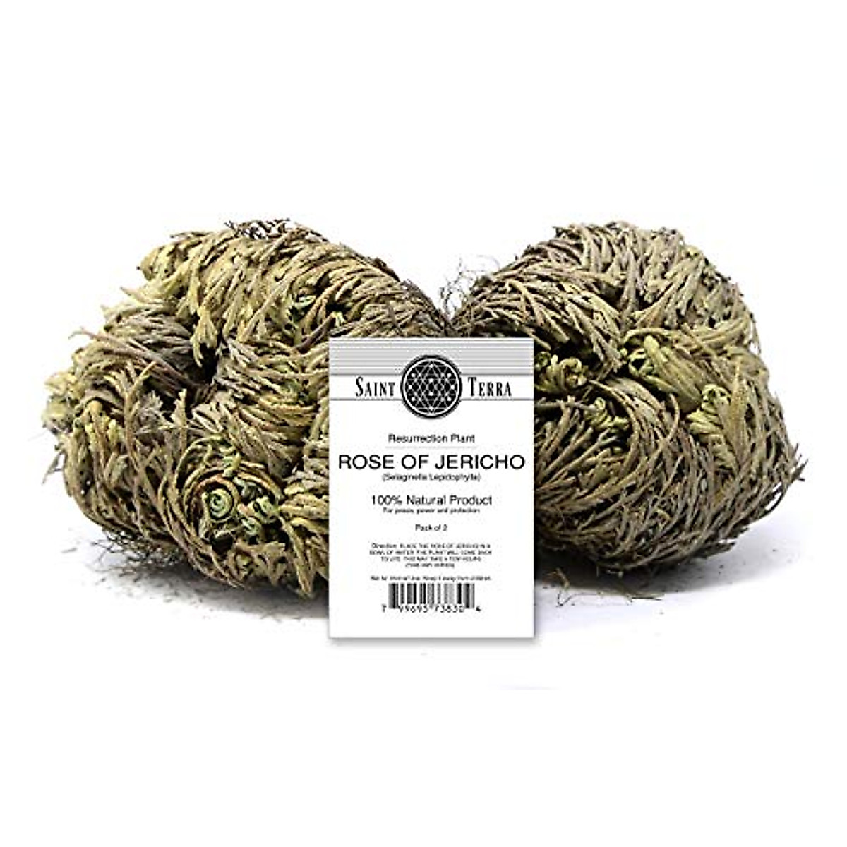 Saint Terra - Rose of Jericho Flower The Resurrection Plant, Pack of 2