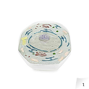 Vision Scientific VAA510 Animal Mitosis 3D Model | 9 Stage Mitosis Demonstration | Biology Classroom Cell Division Display | Detailed Open Cell Organelles | Pieces Equipped with Stand | W Manual