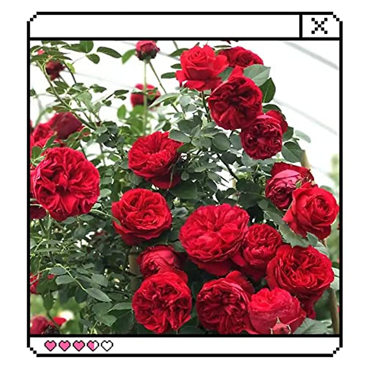 OHXSM Rare Plant Seed 100 Pcs Red Climbing Rose Seeds Garden Flower Plant Seeds