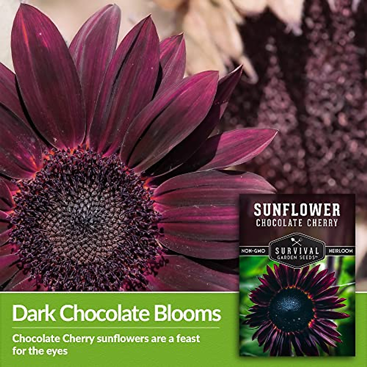 Survival Garden Seeds - Chocolate Cherry Sunflower Seed for Planting - Packet with Instructions to Plant and Grow Beautiful Flowers in Your Home Vegetable or Flower Garden - Non-GMO Heirloom Variety