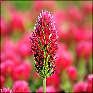 Seed Needs, 4,000+ Crimson Clover Wildflower Seeds (Trifolium incarnatum) Hummingbird, Bee and Butterfly Attracting - Annual Seeds Bulk