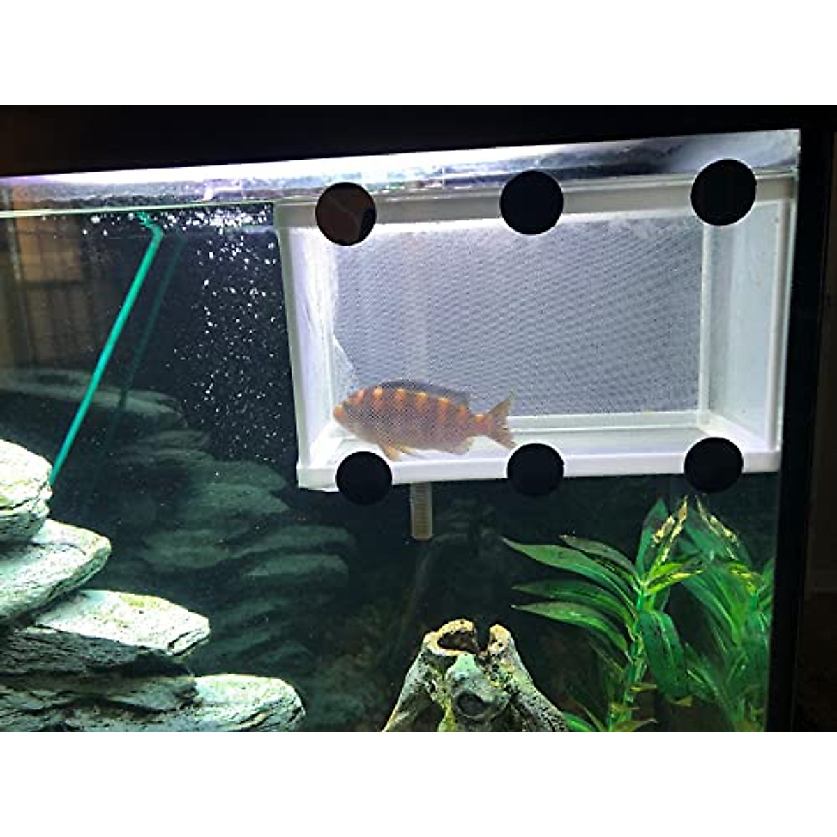 Large Fish Breeder Net with Suction Cups,Nylon Mesh Fish Fry Hatchery Breeder Isolation Box Separation Net for Fish/Plants/Shrimp Fish on Aquarium Tank