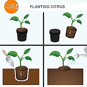 Garden State Bulb Meyer Lemon Tree, Citrus Live Plant (1 Gallon Growers Pot) Cannot Ship FL, AZ, CA, TX, LA