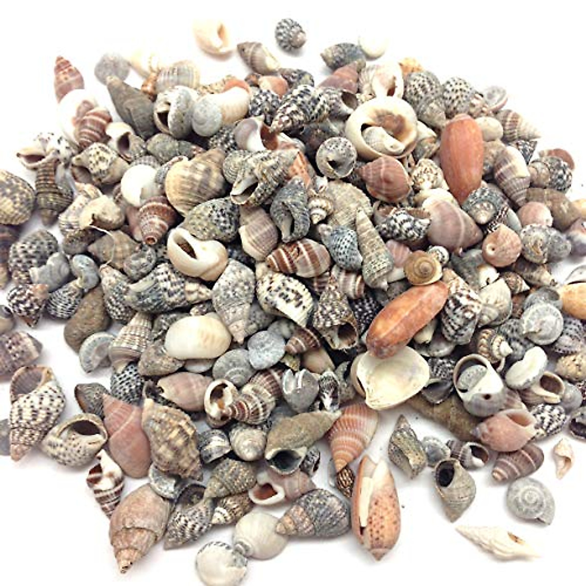 PEPPERLONELY Indian Ocean Small Mix Sea Shells, Small Shells Mixed, 8 OZ Apprx. 300+ PC Shells, 1/4 Inch ~ 1 Inch
