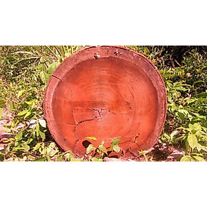 Swietenia Mahagoni, HARDWOOD Mahogany tree bonsai rare hard wood seed 50 seeds